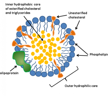 Separation of Lipoproteins by Ultracentrifugation – Biochemistry Basics by Dr. Amit Maheshwari