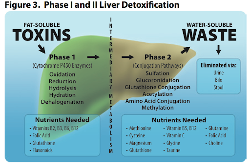 Detoxification - Phase II Reactions || Xenobiotic Metabolism ...