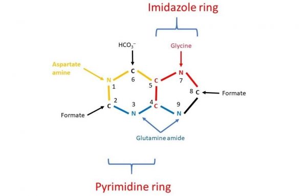 Purine Synthesis – Biochemistry Basics by Dr. Amit Maheshwari