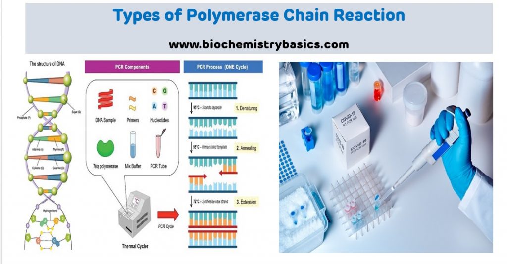 Types of Polymerase Chain Reaction – Biochemistry Basics by Dr. Amit ...