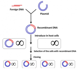6 steps of recombinant DNA technology – Biochemistry Basics by Dr. Amit ...