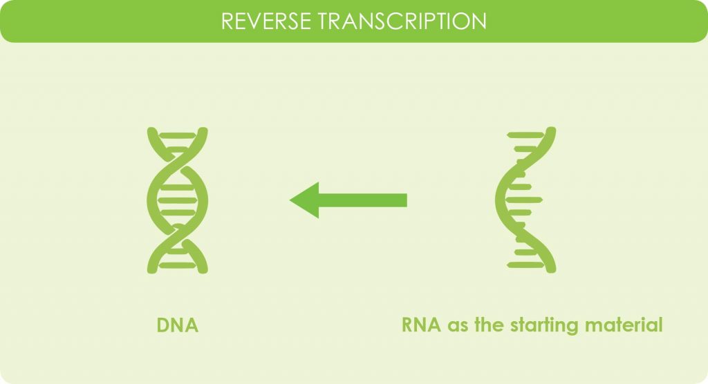 Reverse Transcription Process – Biochemistry Basics by Dr. Amit Maheshwari
