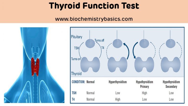Lecture Note On Thyroid Function Test – Biochemistry Basics by Dr. Amit ...