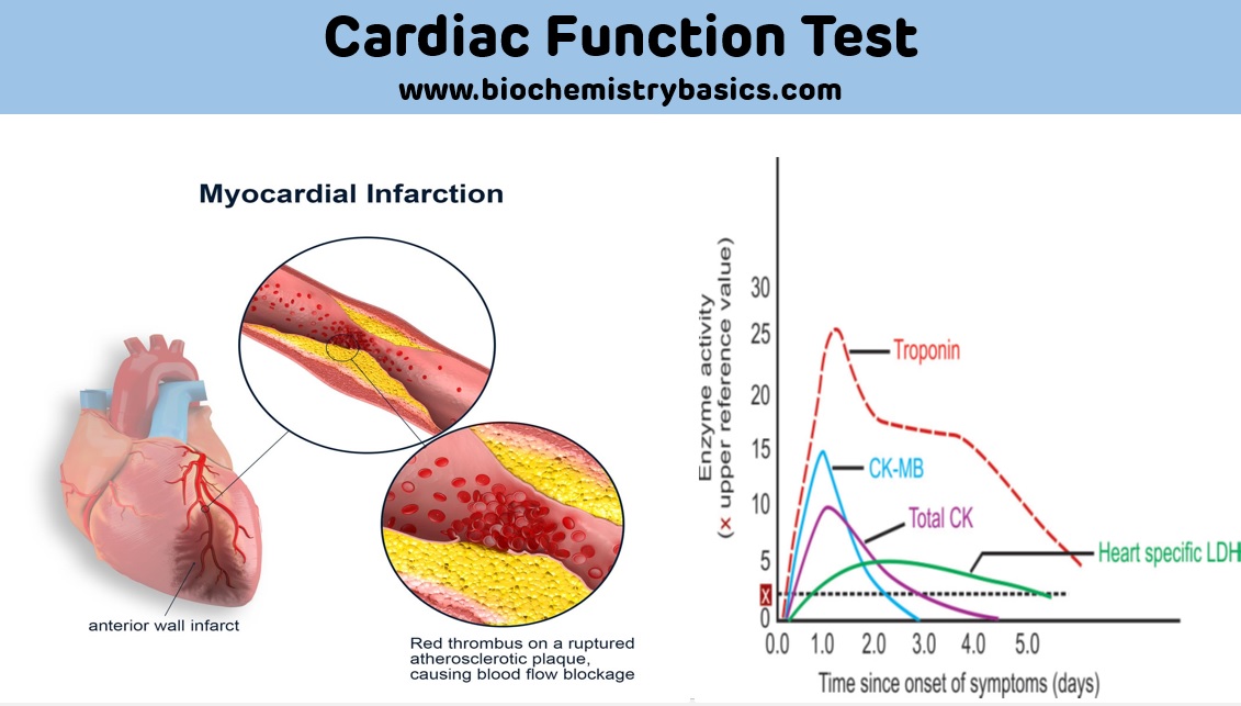 Cardiac Markers Biochemistry Cardiac Function Test Biochemistry Cardiac Markers Biochemistry Cardiac Function Test Biochemistry