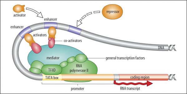 Transcription in Eukaryotes – Biochemistry Basics by Dr. Amit Maheshwari