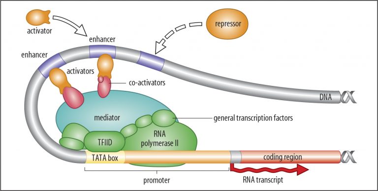 Transcription in Eukaryotes – Biochemistry Basics by Dr. Amit Maheshwari