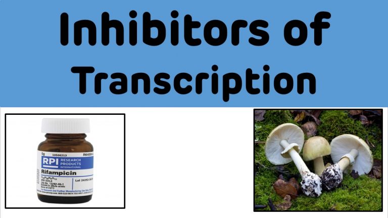 Inhibitors of Transcription – Biochemistry Basics by Dr. Amit Maheshwari