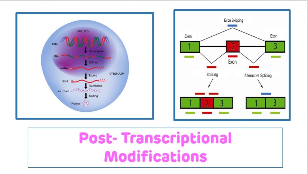 Post Transcriptional Modifications of RNA – Biochemistry Basics by Dr ...