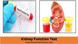 Renal Function Tests – Biochemistry Basics by Dr. Amit Maheshwari